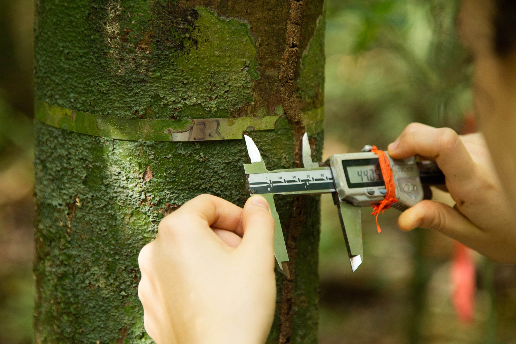 Dendrometer Bands – Quantitative Forest Ecology