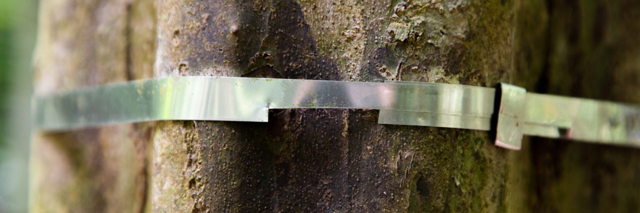 Dendrometer Bands – Quantitative Forest Ecology